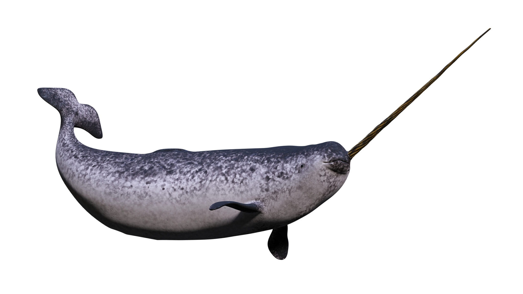 15 Facts About Narwhals