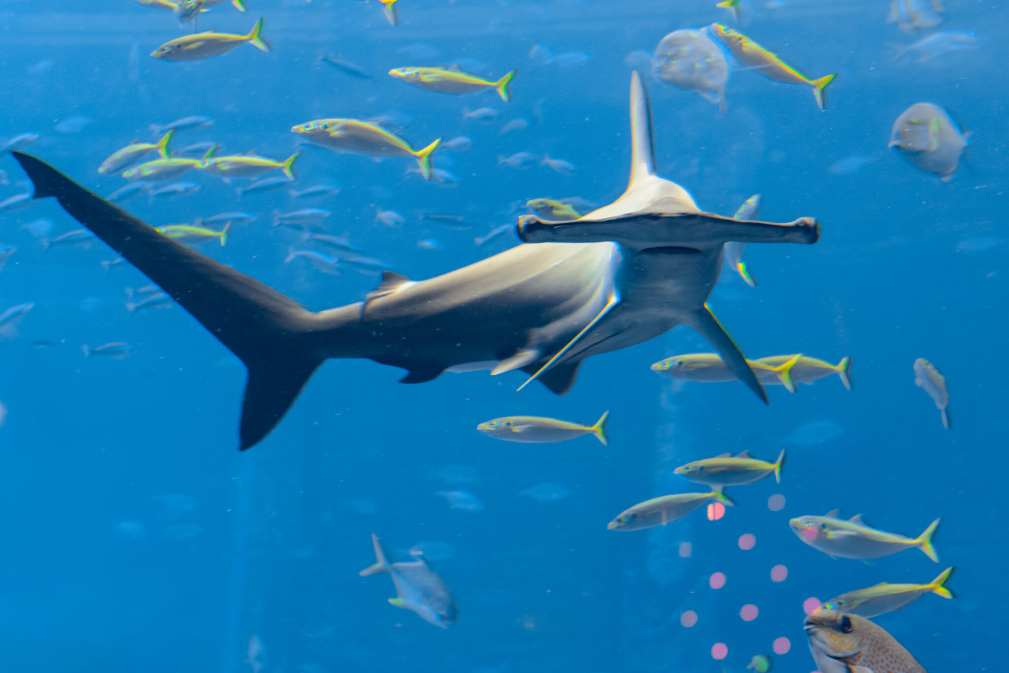 15 Facts About Hammerhead Sharks