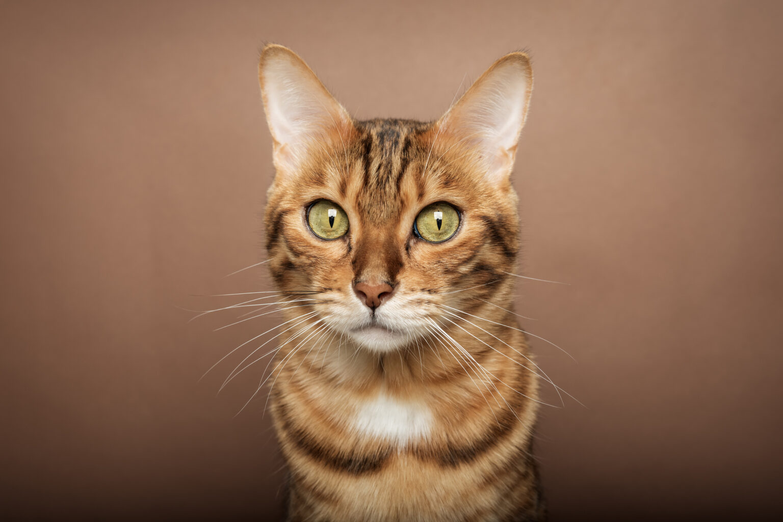 Origins Of 15 Fantastic Cat Breeds