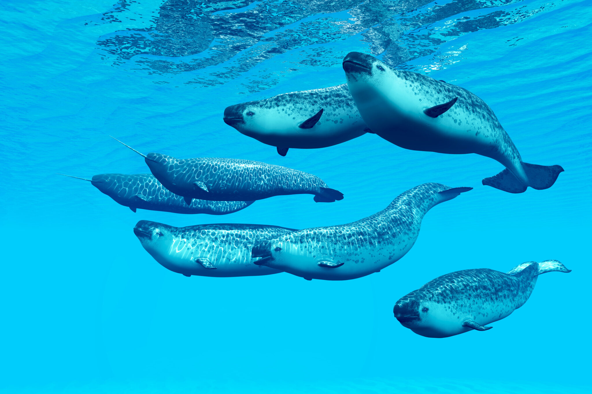 15 Facts About Narwhals