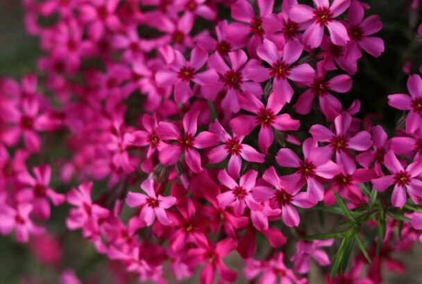 15 Sun-Loving Ground Cover Plants That Will Transform Your Garden