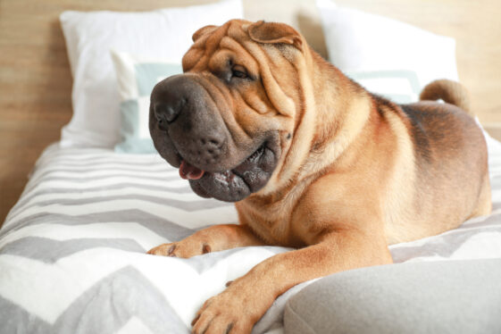 The Cost of Owning a Shar Pei: Factors Affecting Their Market Price