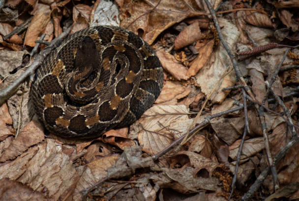 15 Things To Know About the Timber Rattlesnake