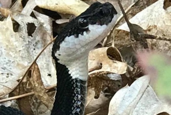 15 Things To Know About the Timber Rattlesnake