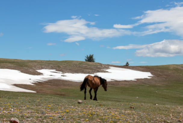 15 Spots In The US To Find Wild Horses