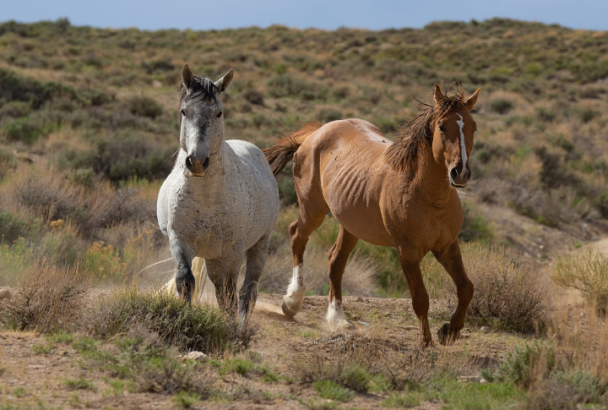 15 Spots In The US To Find Wild Horses