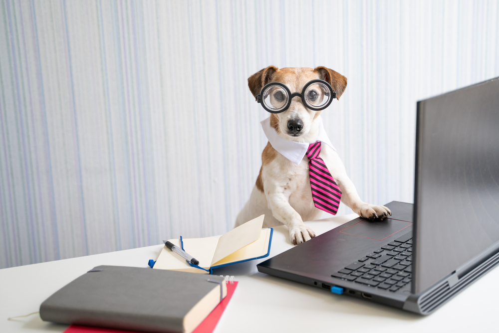The 20 Smartest Dog Breeds