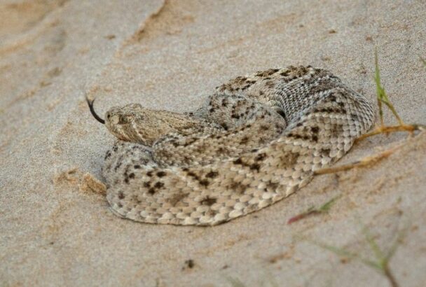 15 Facts About The Life Cycle and Mating Rituals of Rattlesnakes
