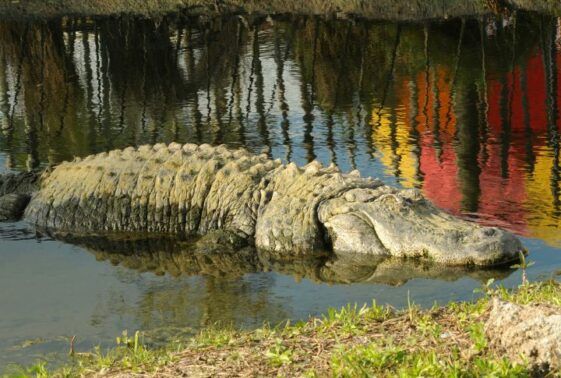 15 Dangerous Animals Lurking in the Florida Everglades