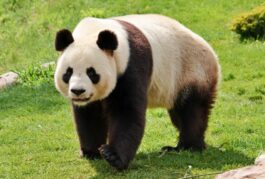 15 Animals Who Are Surprisingly Gentle