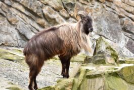 15 Fascinating Facts About the Himalayan Tahr Wild Goats