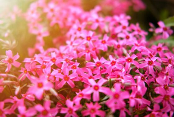 15 Sun-Loving Ground Cover Plants That Will Transform Your Garden