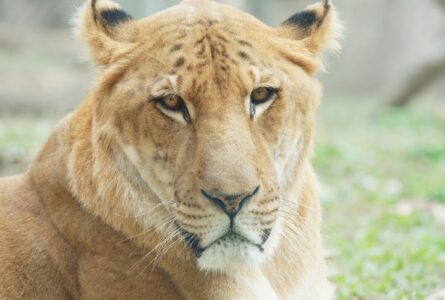 Ever Heard of Hybrid Animals? Here Are 15 of Them