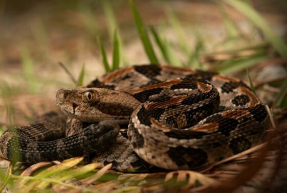 15 Things To Know About the Timber Rattlesnake