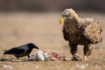 Debunking 15 Myths About Crows