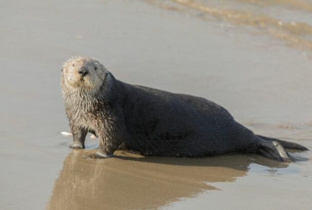 15 Animals Who Are Surprisingly Gentle