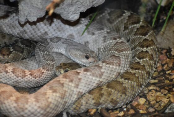 15 Facts About The Life Cycle and Mating Rituals of Rattlesnakes