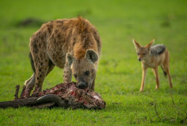 These Creatures Have Some Weird Eating Habits