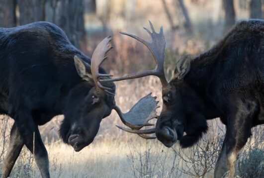 15 Common Myths About North American Moose Debunked
