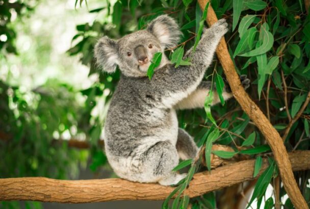 15 Animals Who Are Surprisingly Gentle