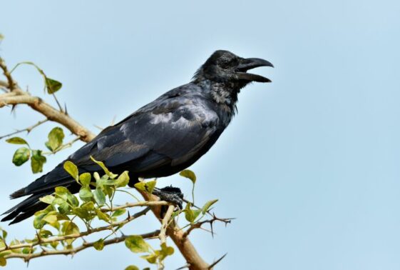 Debunking 15 Myths About Crows