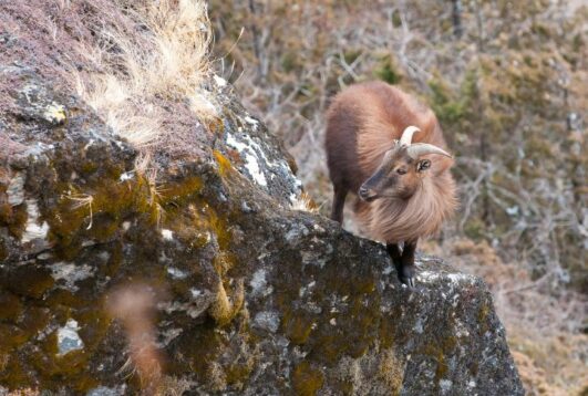 15 Fascinating Facts About the Himalayan Tahr Wild Goats