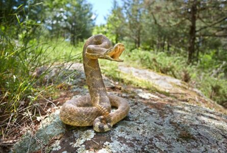 15 Facts About The Life Cycle and Mating Rituals of Rattlesnakes