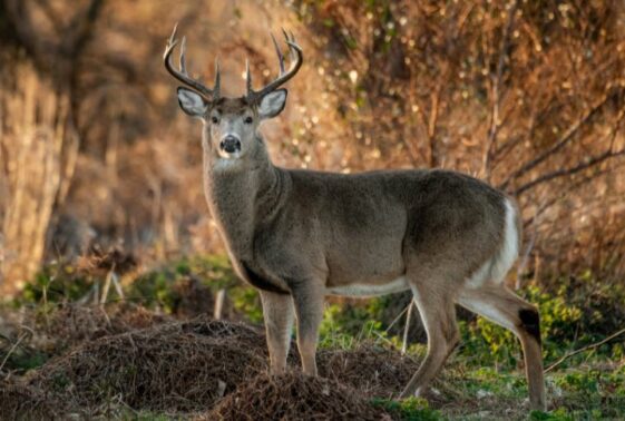 15 Animals Who Are Surprisingly Gentle