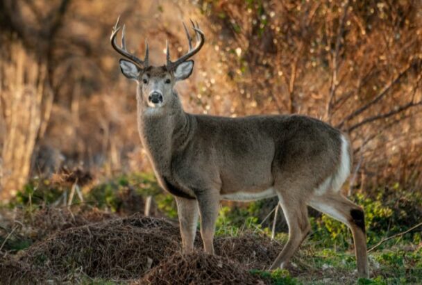 15 Animals Who Are Surprisingly Gentle