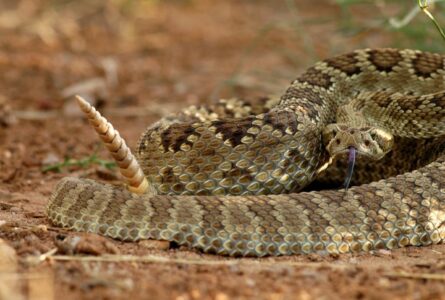 15 Facts About The Life Cycle and Mating Rituals of Rattlesnakes