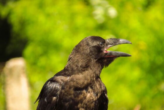 Debunking 15 Myths About Crows