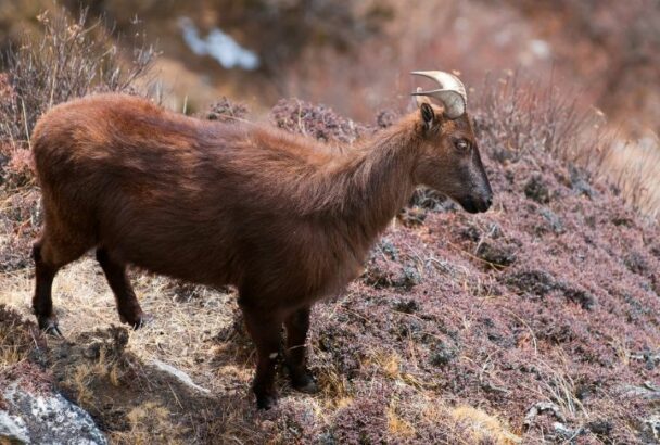 15 Fascinating Facts About the Himalayan Tahr Wild Goats