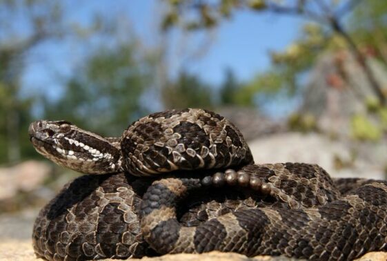 15 Facts About The Life Cycle and Mating Rituals of Rattlesnakes