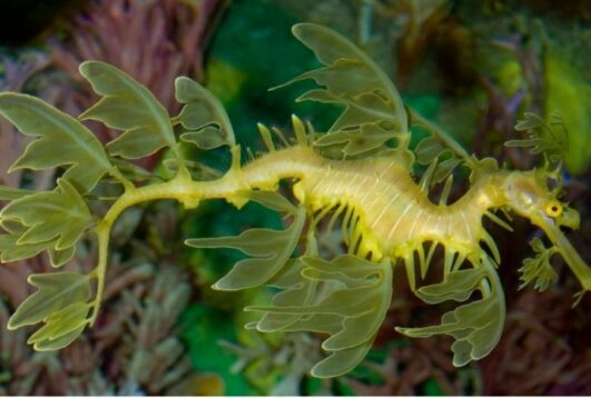 15 Fun Facts About The Enchanting Leafy Sea Dragons