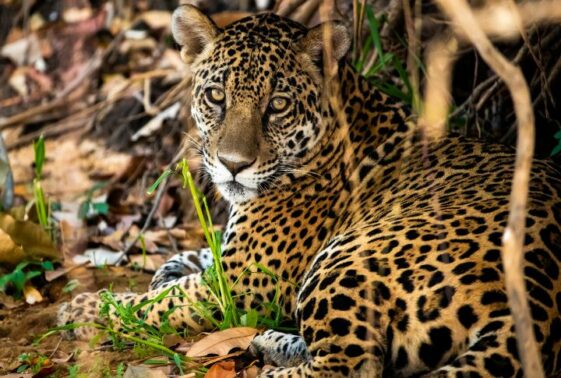 10 Jaw-Dropping Facts About the World's Largest Jaguar