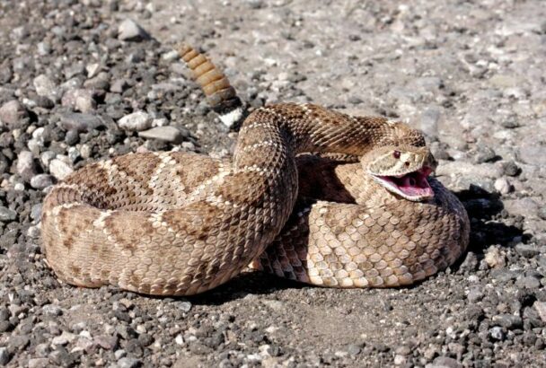 20 Fascinating Rattlesnakes in the USA