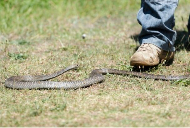What Not to Do When You Encounter Snakes in Your Yard