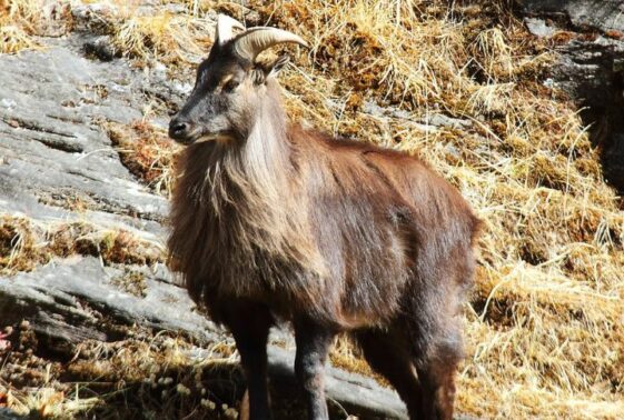 15 Fascinating Facts About the Himalayan Tahr Wild Goats