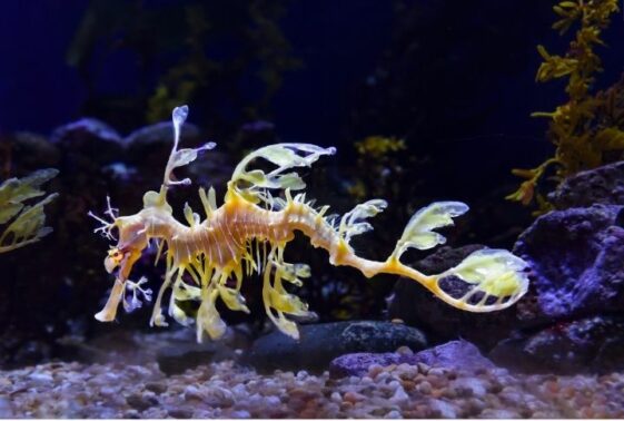 15 Fun Facts About The Enchanting Leafy Sea Dragons