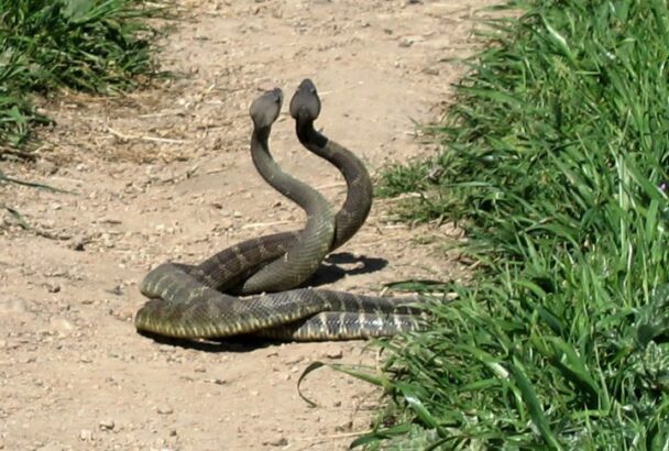 15 Facts About The Life Cycle and Mating Rituals of Rattlesnakes