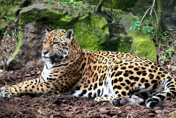 10 Jaw-Dropping Facts About the World's Largest Jaguar