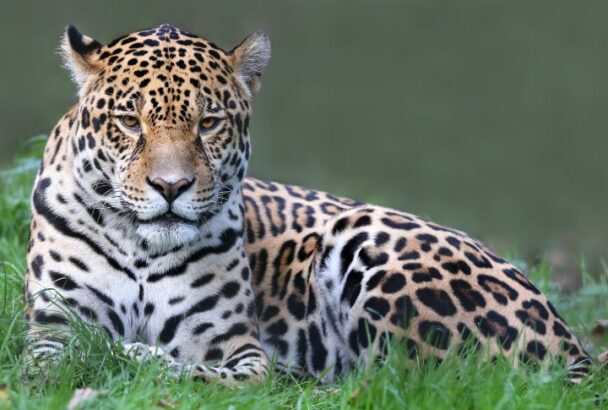 10 Jaw-Dropping Facts About the World's Largest Jaguar