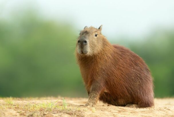 15 Animals Who Are Surprisingly Gentle