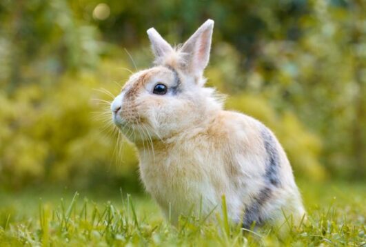 15 Animals Who Are Surprisingly Gentle