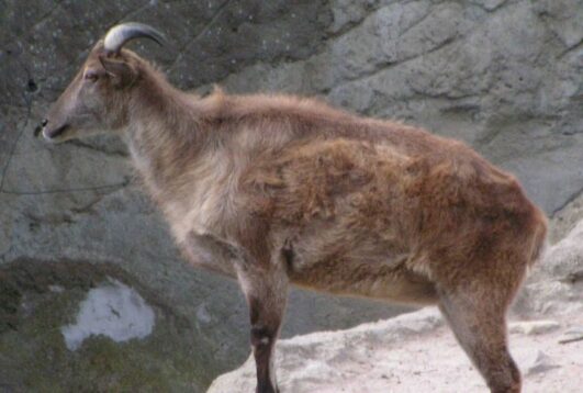 15 Fascinating Facts About the Himalayan Tahr Wild Goats