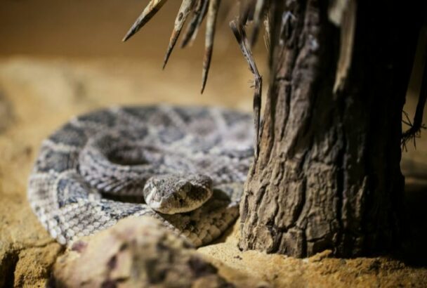 15 Facts About The Life Cycle and Mating Rituals of Rattlesnakes