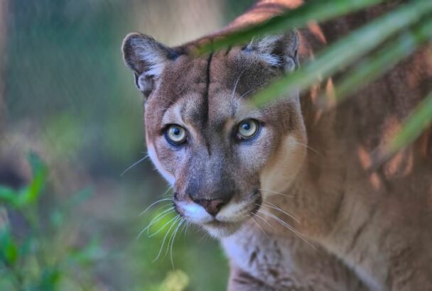 15 Dangerous Animals Lurking in the Florida Everglades