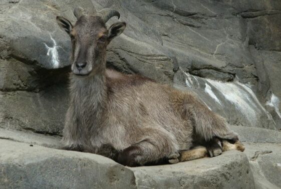 15 Fascinating Facts About the Himalayan Tahr Wild Goats