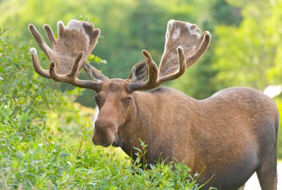15 Common Myths About North American Moose Debunked