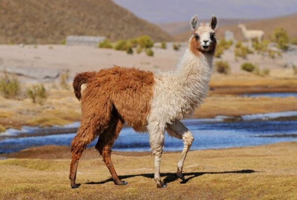 15 Animals Who Are Surprisingly Gentle